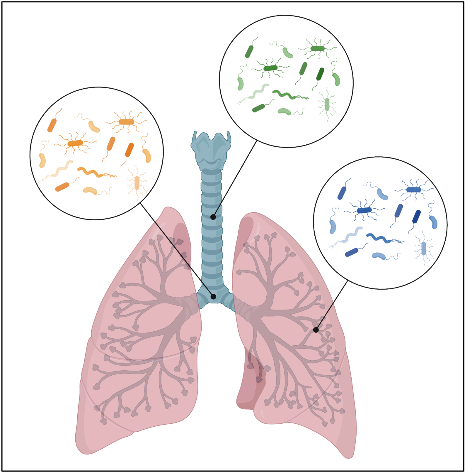 Lisa Miller Lab | Respiratory Health Across the Lifespan